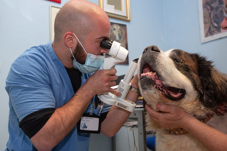 Cliniche Veterinarie VetPartners Italia | Trova la Struttura Più Vicina