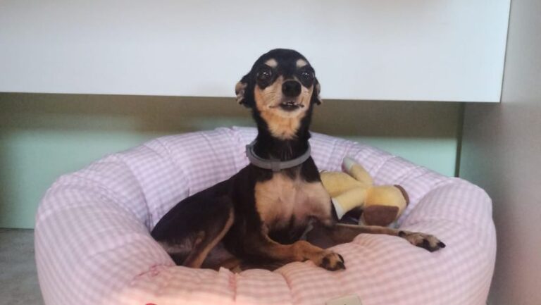 La mascotte Flavia dell’Ospedale Veterinario San Francesco Milano